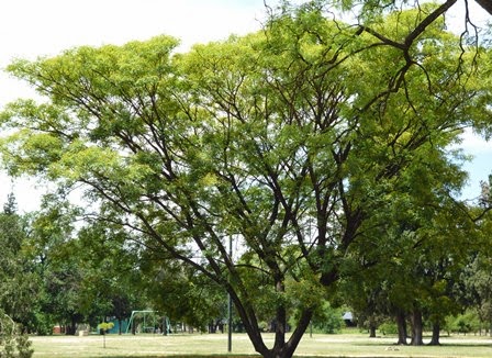 Huertas y Jardines en Cordoba: Características de la Tipa blanca