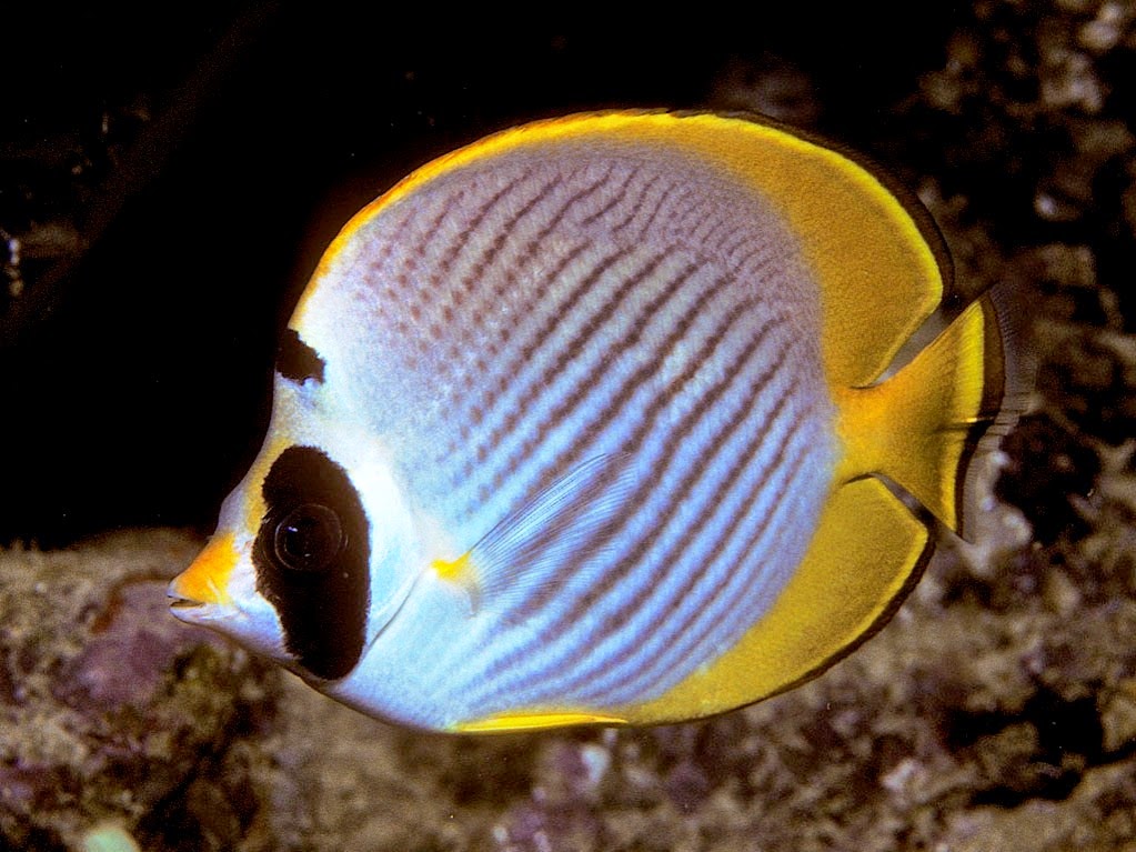 Butterfly fish - Ikan Kepe-kepe