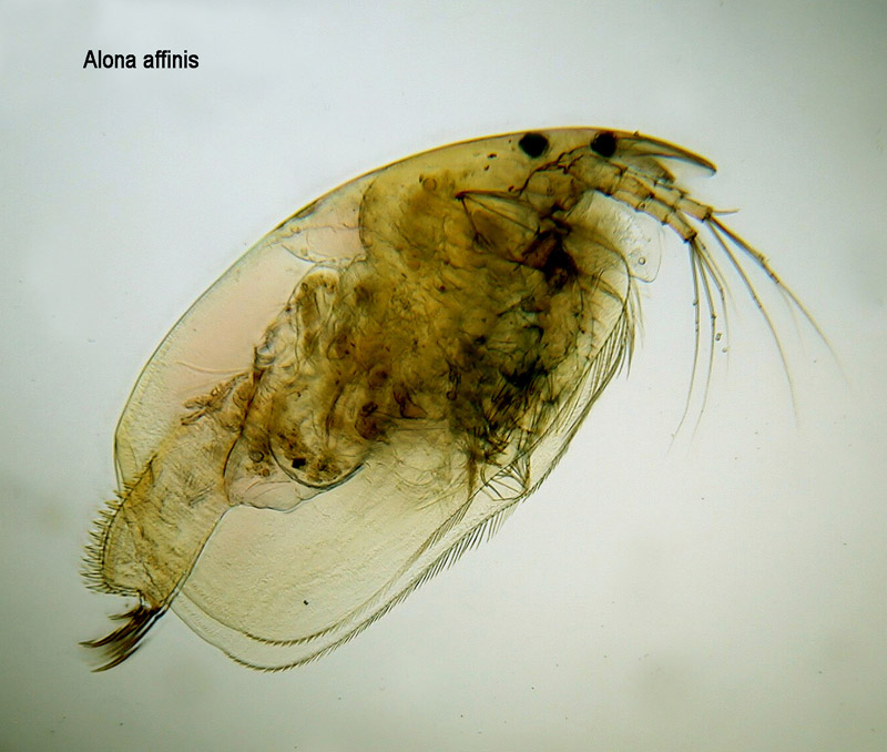 Variety of Life: Chydoridae