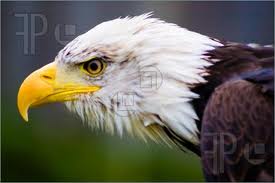 The Agatelady: Adventures and Events: Bald Eagle
