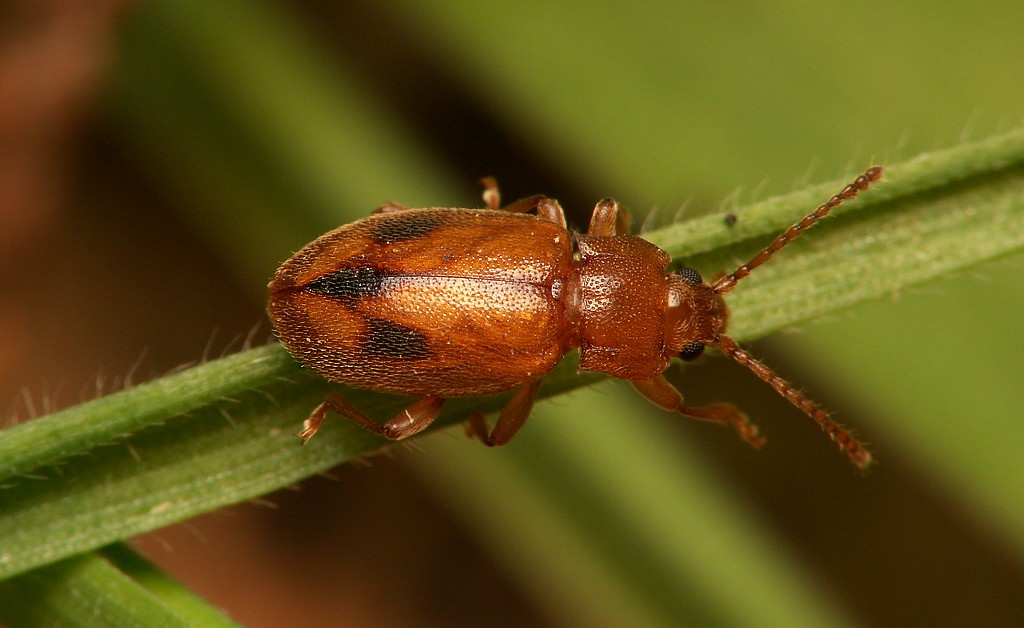 Variety of Life: Endomychidae