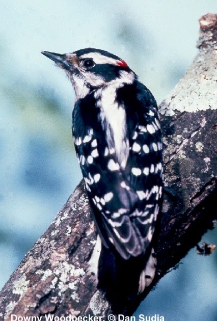 Variety of Life: Picoidini