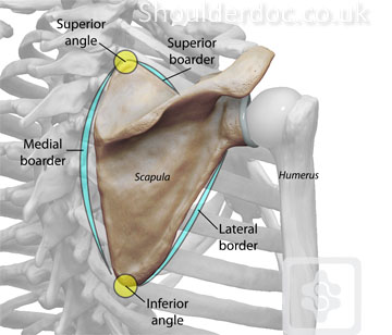 Posture Tips: Scapular Dyskinesis & SICK Scapula