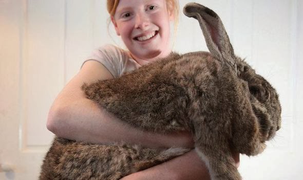 Euro Farms: Ralph, World's Largest Bunny Rabbit, Weighs 55 Pounds And ...