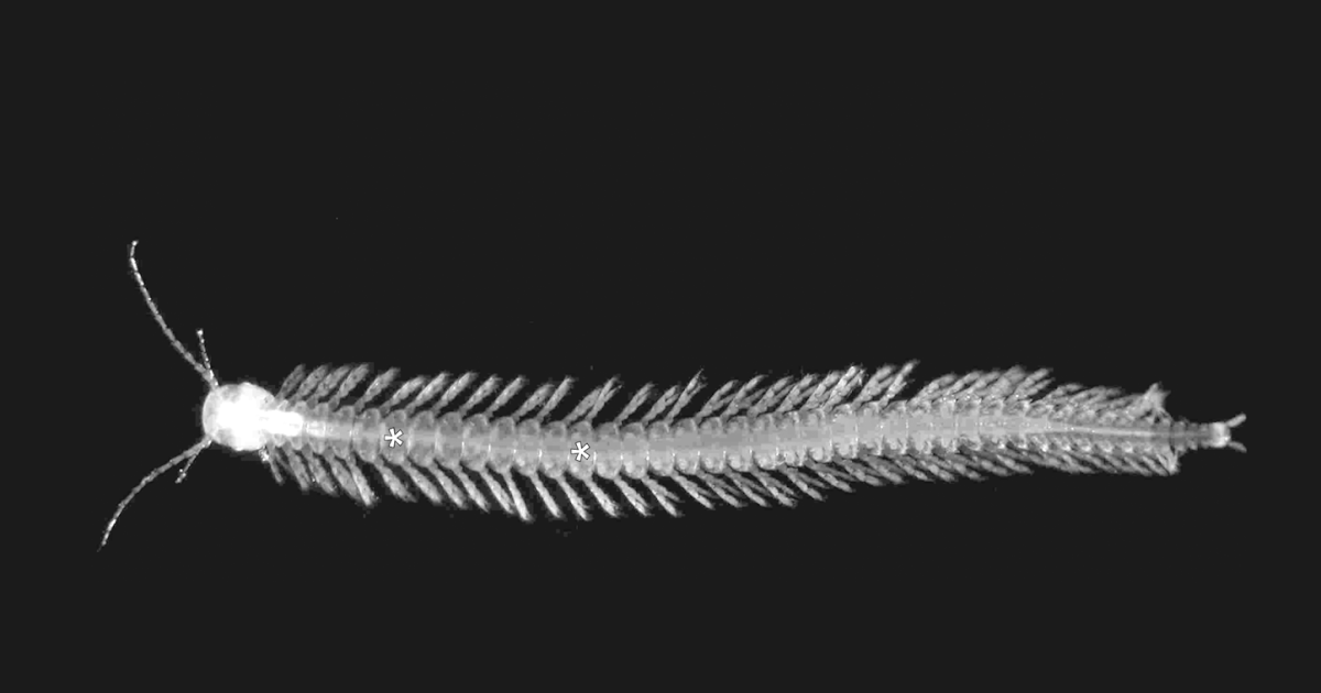 d20 Despot: Monster Monday: Remipede - Venomous Centipede-like Crustacean