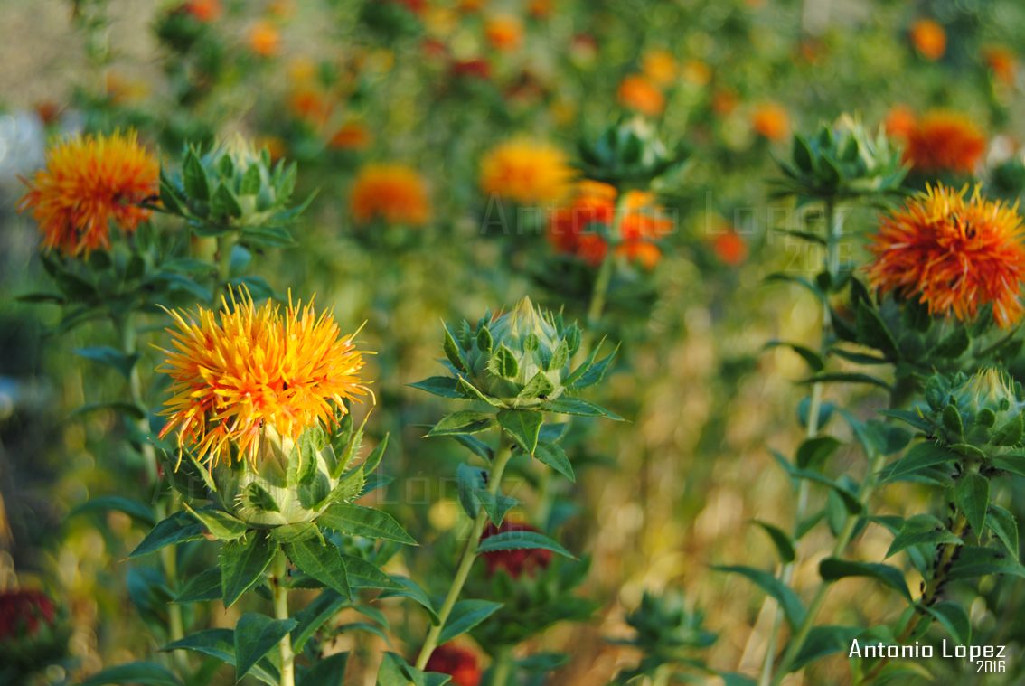 Galeria 118: AZAFRÁN CANARIO