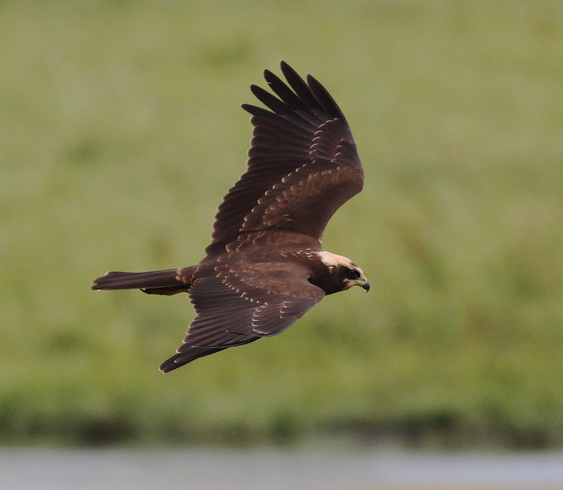 CAMBRIDGESHIRE BIRD CLUB GALLERY: Marsh Harrier