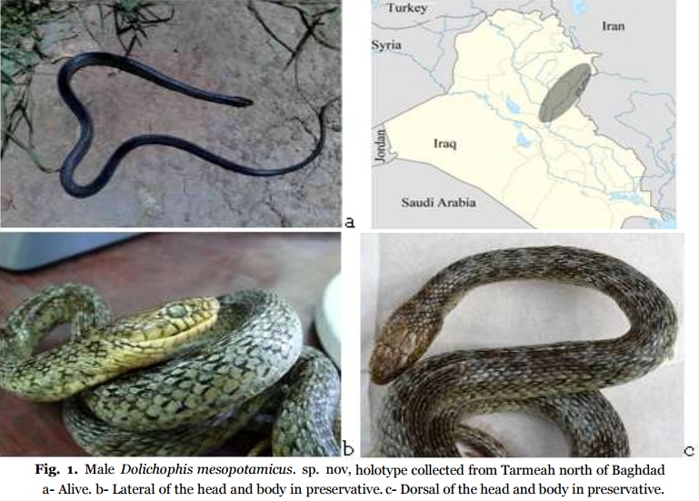 Species New to Science: [Herpetology • 2016] Dolichophis mesopotamicus ...