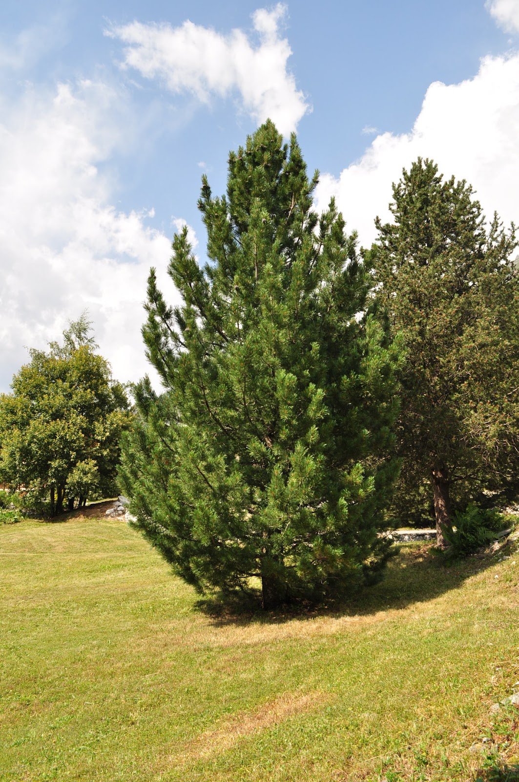 jardin de la sauvagine 2: Le pin cembro (Pinus cembra L.), ou Pin arolle.