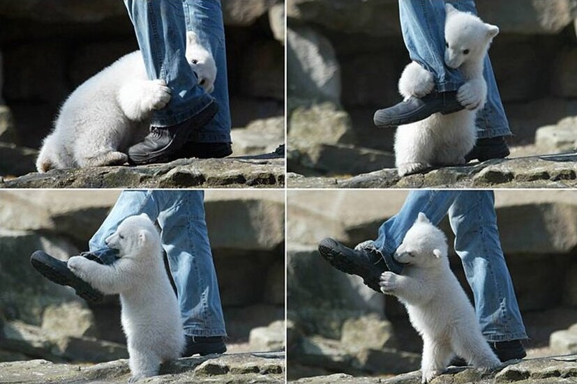 JustaCarGal: Polar Bear vs Human