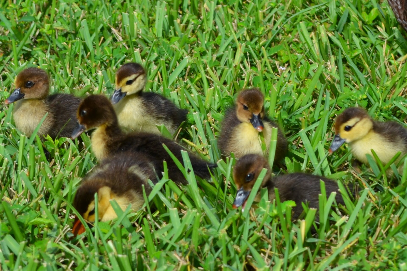 Critter Sitter's Blog: Baby Animals of Spring