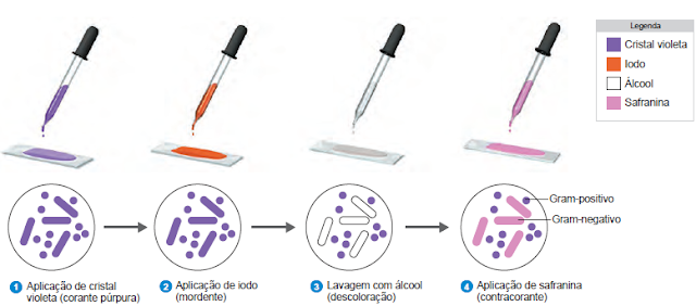 Coloração de Gram - Tira o Jaleco