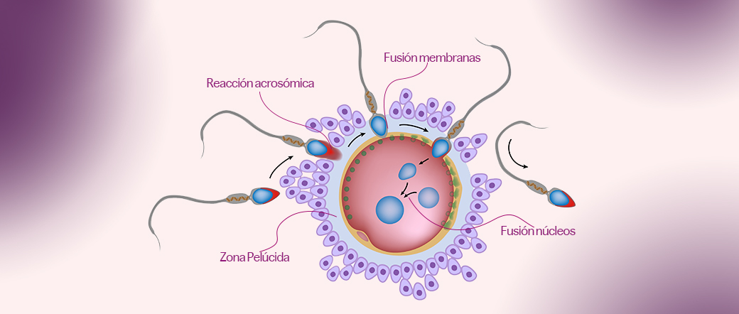 noviembre 2015 | Gori-Gori