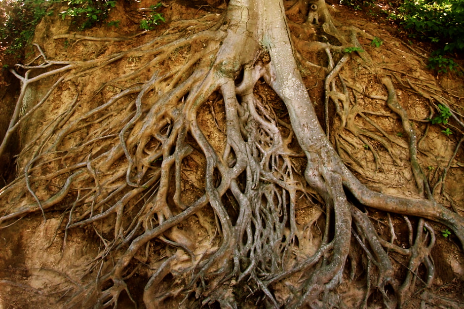 Ayurmater Building Roots Plants Income And The Art Of Receiving