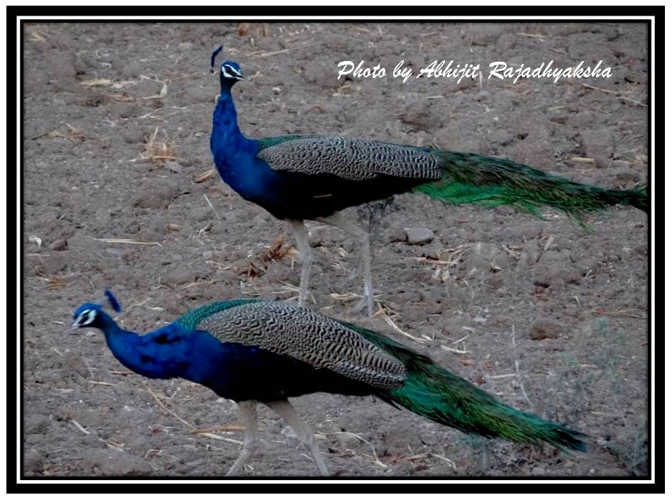 Travelz Unlimited: Morachi Chincholi : A Photogue