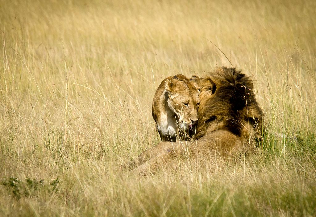 Elsen Karstad's 'Pic-A-Day Kenya': Mating Lions- pic 1 of 3: 'The Flirt ...