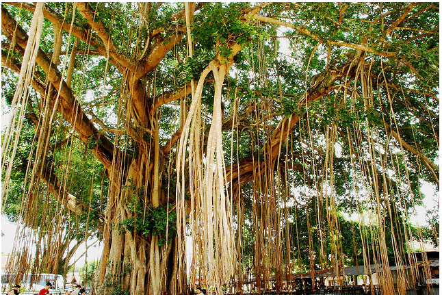 Top of the Totara Tree: My holiday snapshot by Hunter