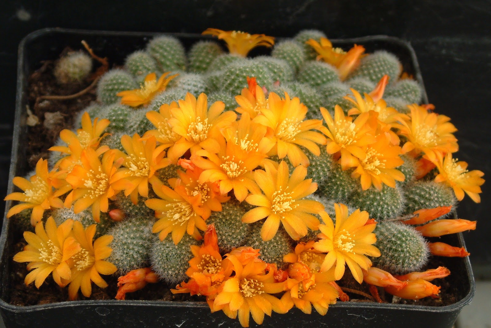 Rebutia, Aylostera y Weingartia: ¿Cuantas Rebutias hay?