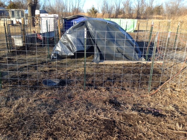 Cason Modern Farm: Managing Farrowing - The Large Black