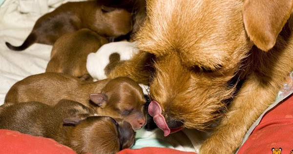 Stages of Whelping a Litter of Puppies | our-animals