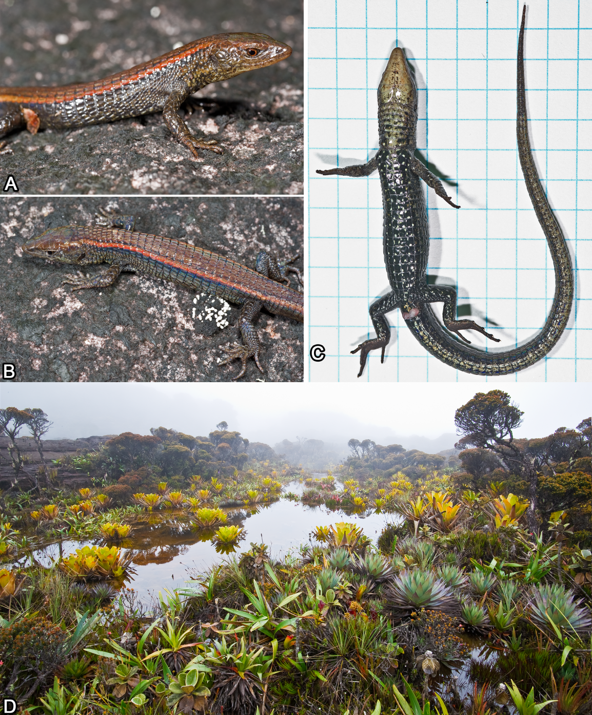 Species New to Science: [Herpetology • 2015] Riolama inopinata • A New ...