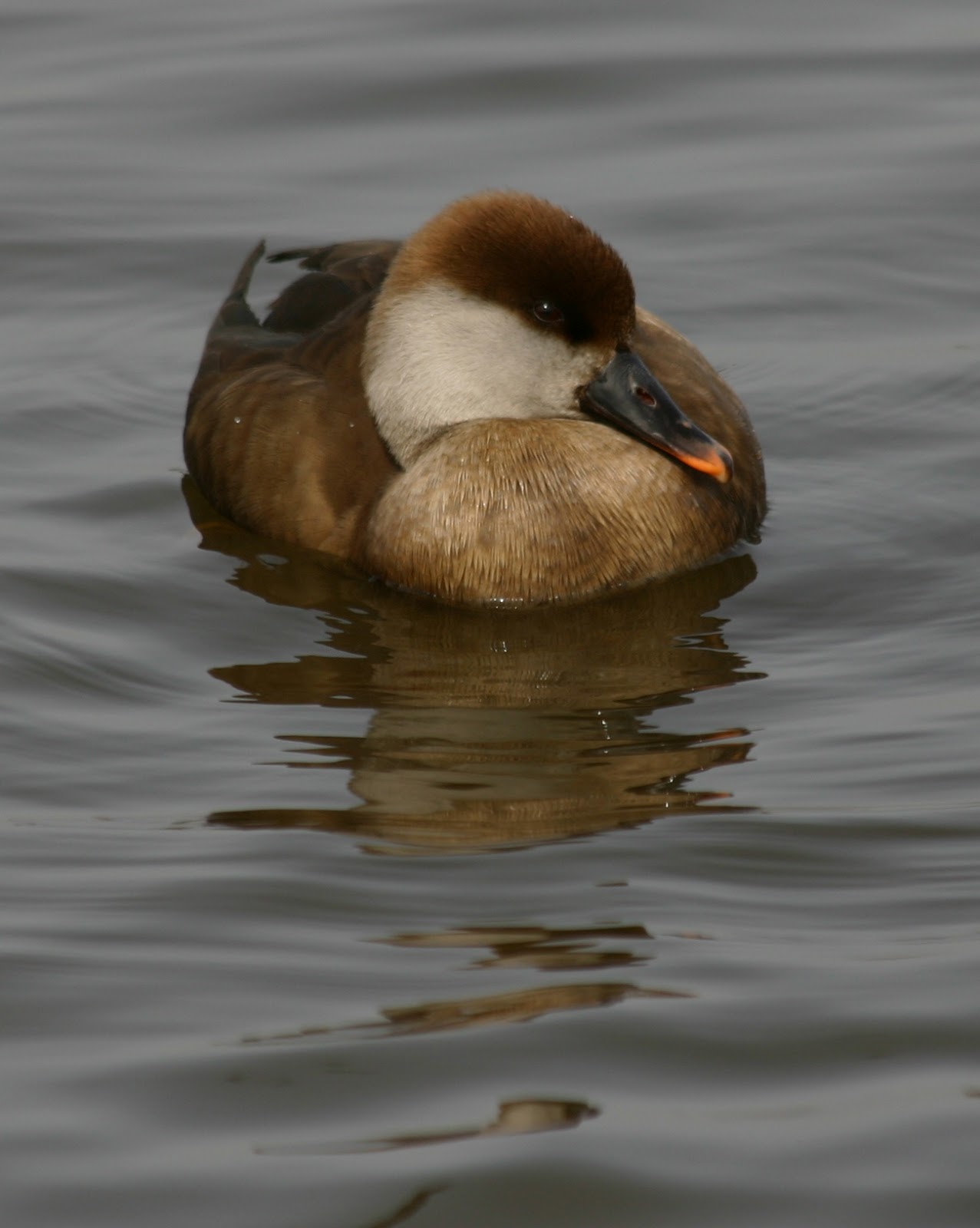 Avez-Vous un Cuppa?: Red-crested Pochards at Watermead CP South