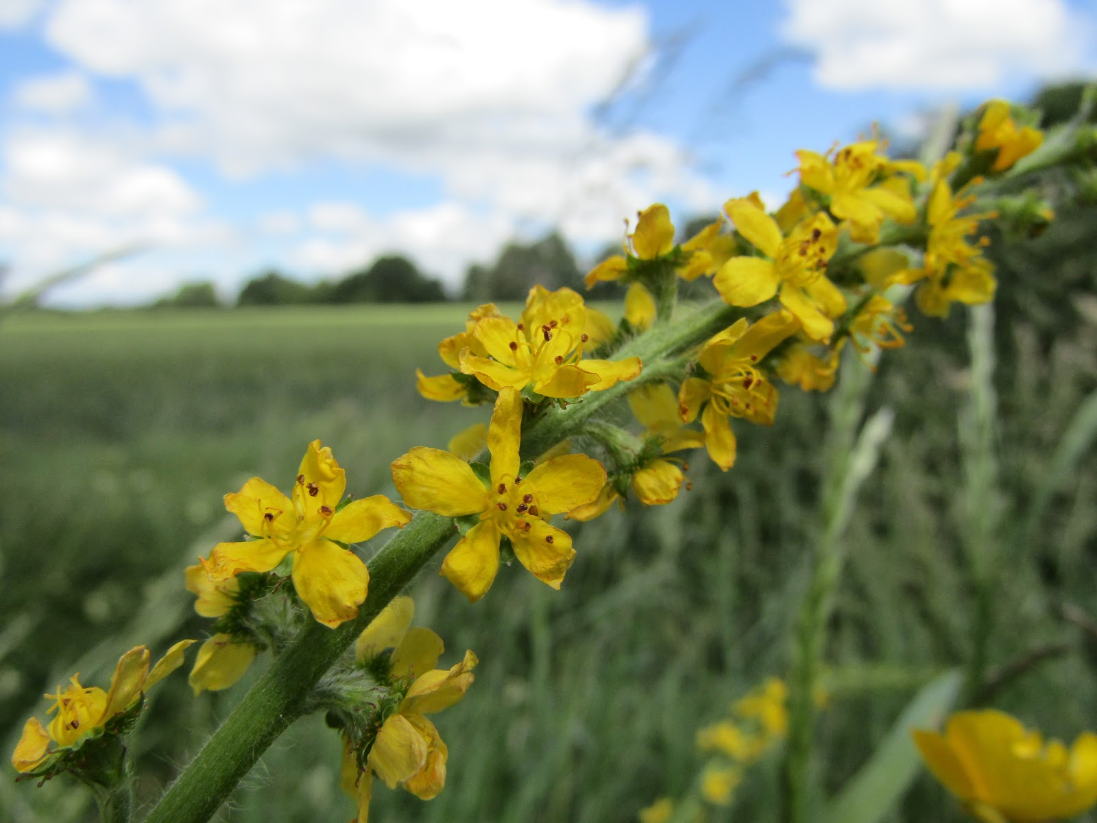 HERBAL PICNIC: AGRIMONY