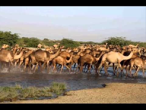 MAGACYADA IYO NOOCYADA GEELA ~ Aqoontu waa nuurka qalbiga