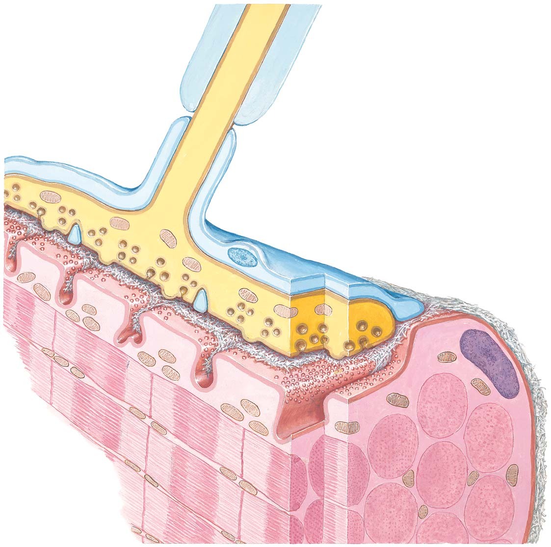 Netter Blog: Unión neuromuscular