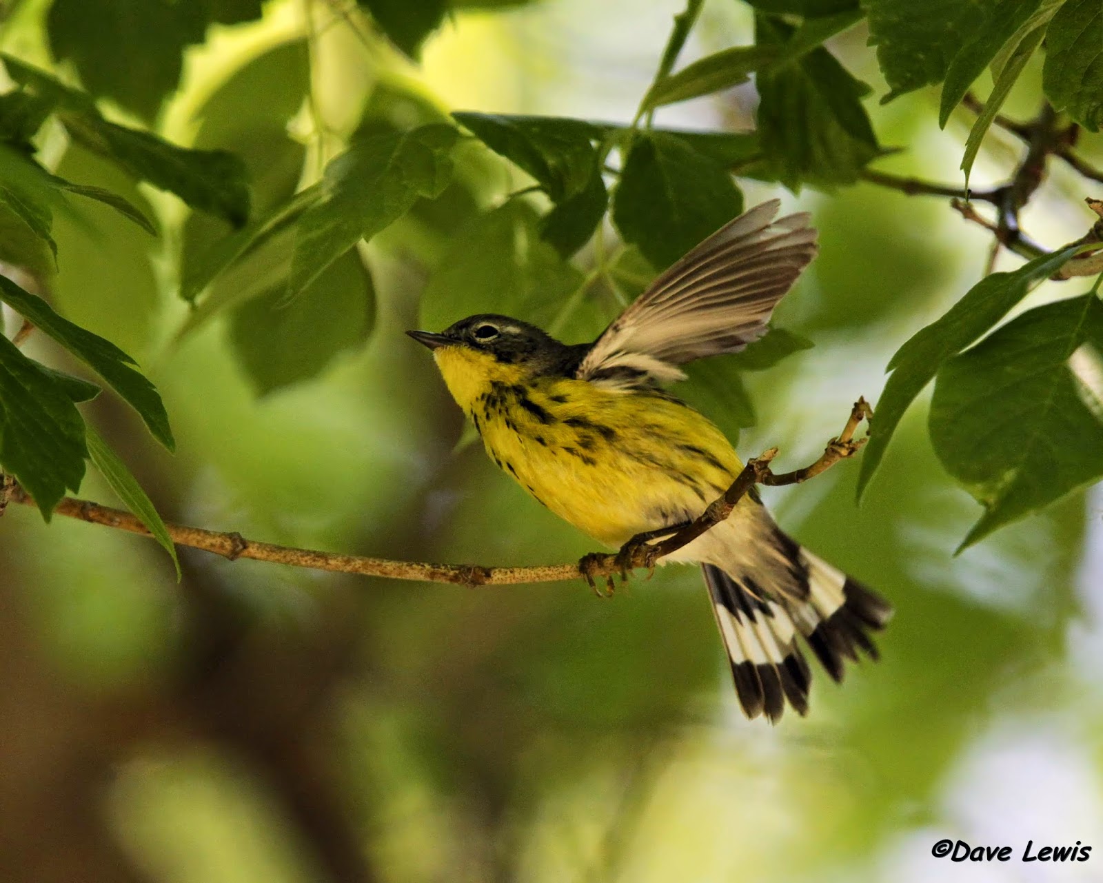 Birds from Behind : Magee Magnolia Madness of May...