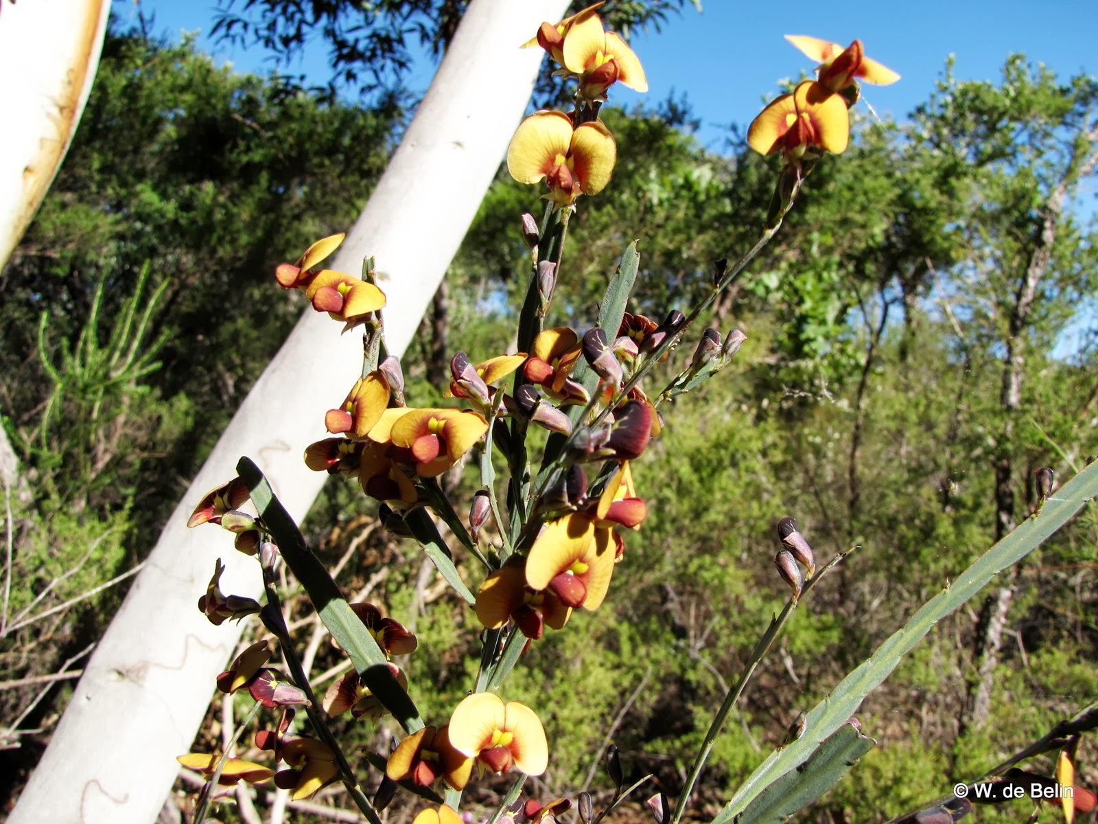 Sydney's Wildflowers and Native Plants: Bossiaea scolopendria - Broom ...