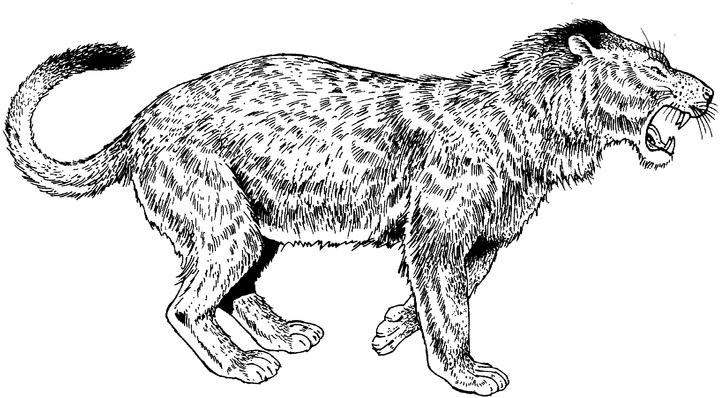 Nature: Observations and Meanings: SCIMITAR CAT FAMILY (Homotheriae ...