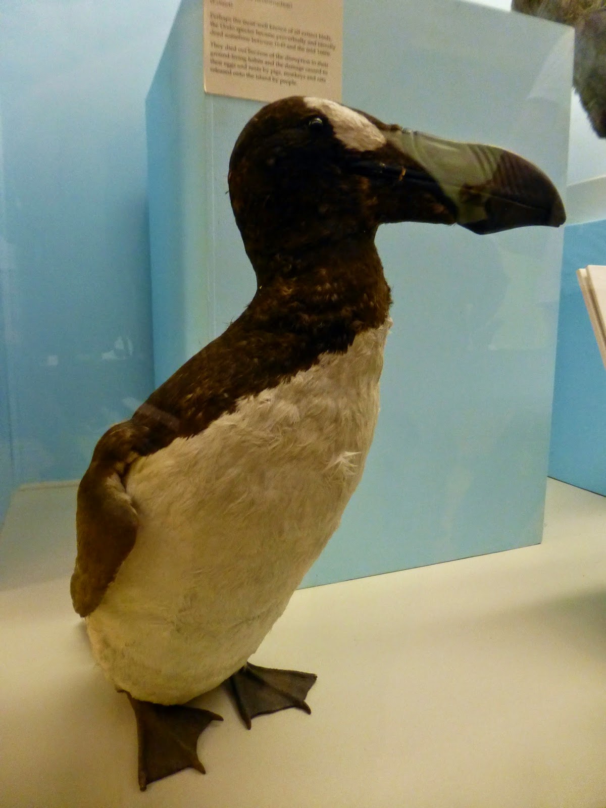 Fair Isle: Great Auk Clones to be Hatched on Fair Isle! Extinct no More?
