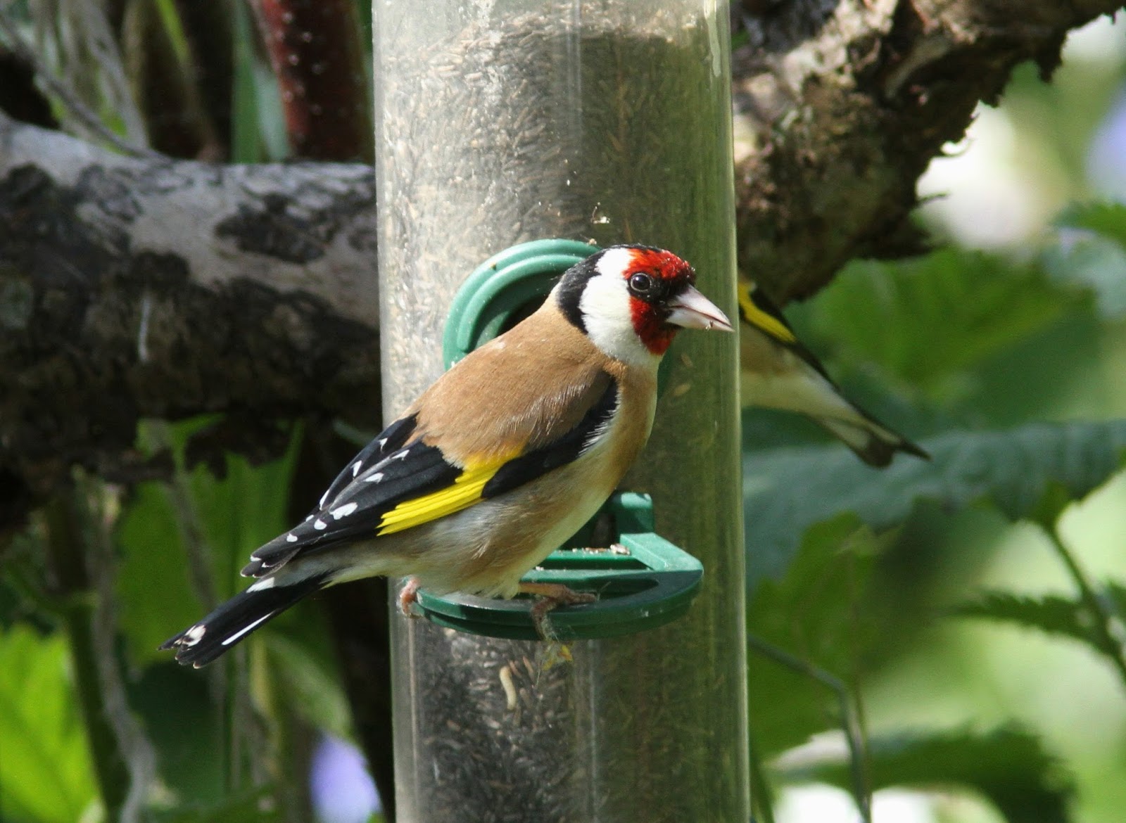 BirdWatch Ireland's Conservation Team blog: Irish Garden Birds ...