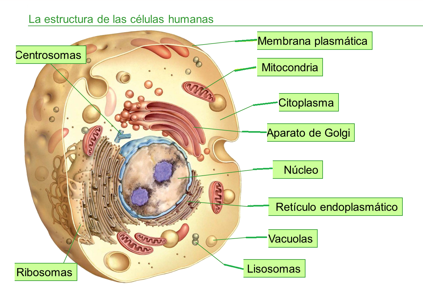 BIOLOGÍA y GEOLOGÏA: 2017