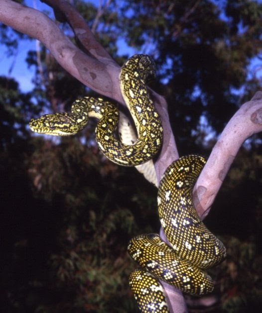 Diamond Pythons and Care Breeders Carpet Python ~ planetanimalzone