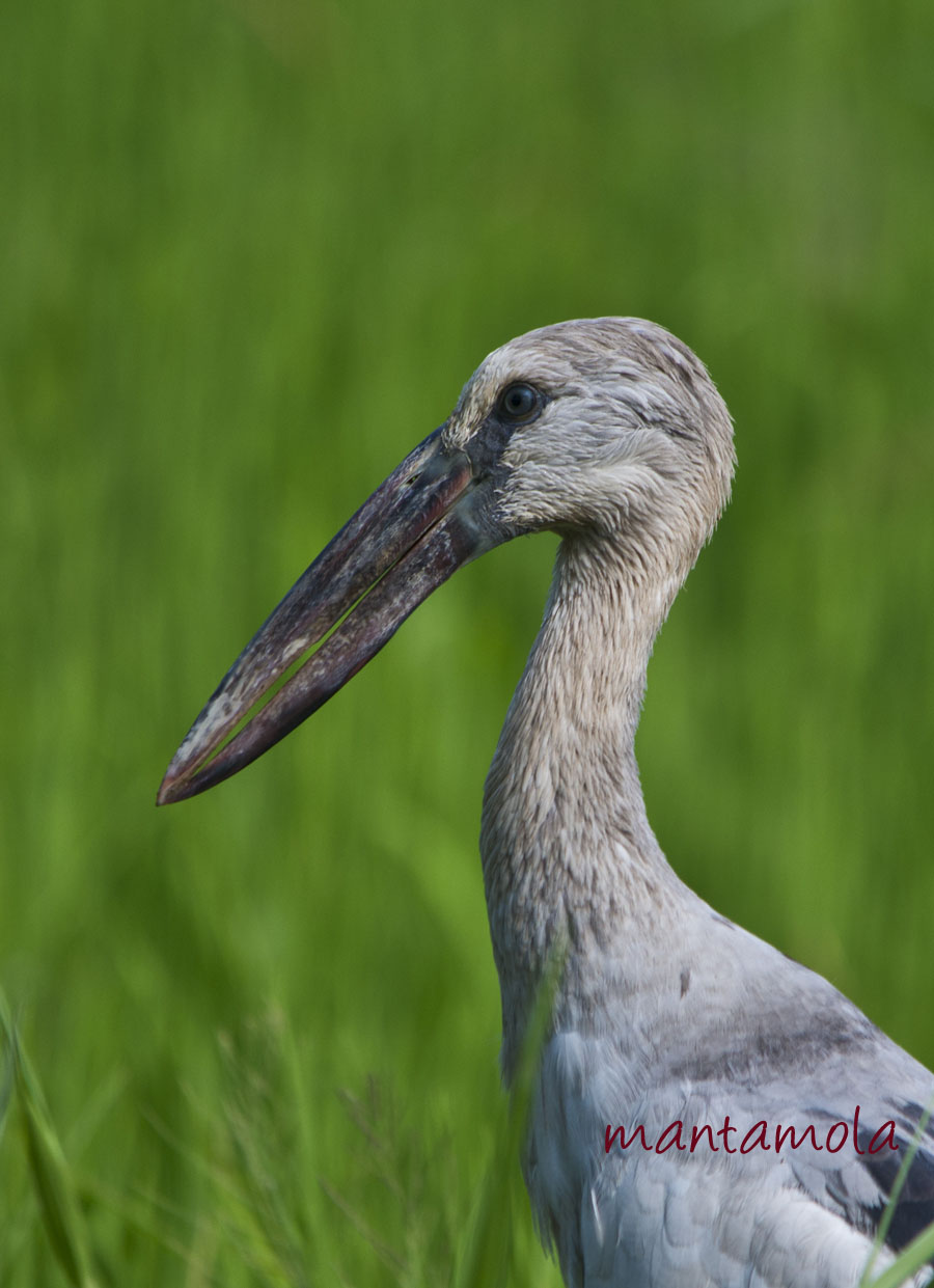 manta blog: Asian Openbill Stork