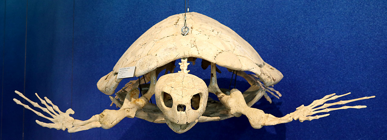 Louisville Fossils and Beyond: Loggerhead Turtle Fossil