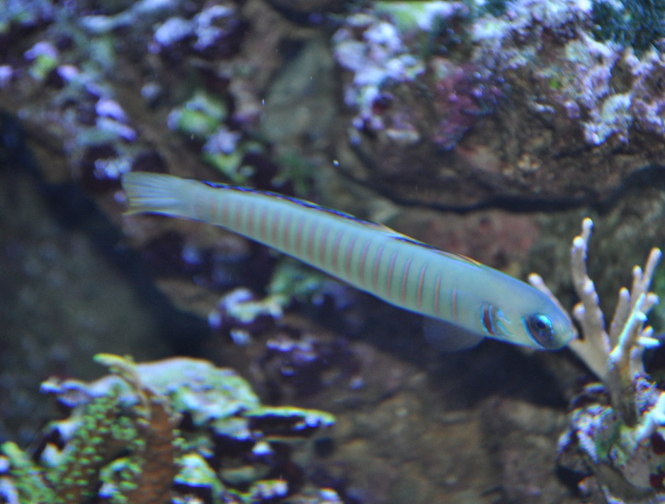 ZOOTOGRAFIANDO (6.100 ANIMALS): GOBIO BANDEADO / CHINESE ZEBRA GOBY ...
