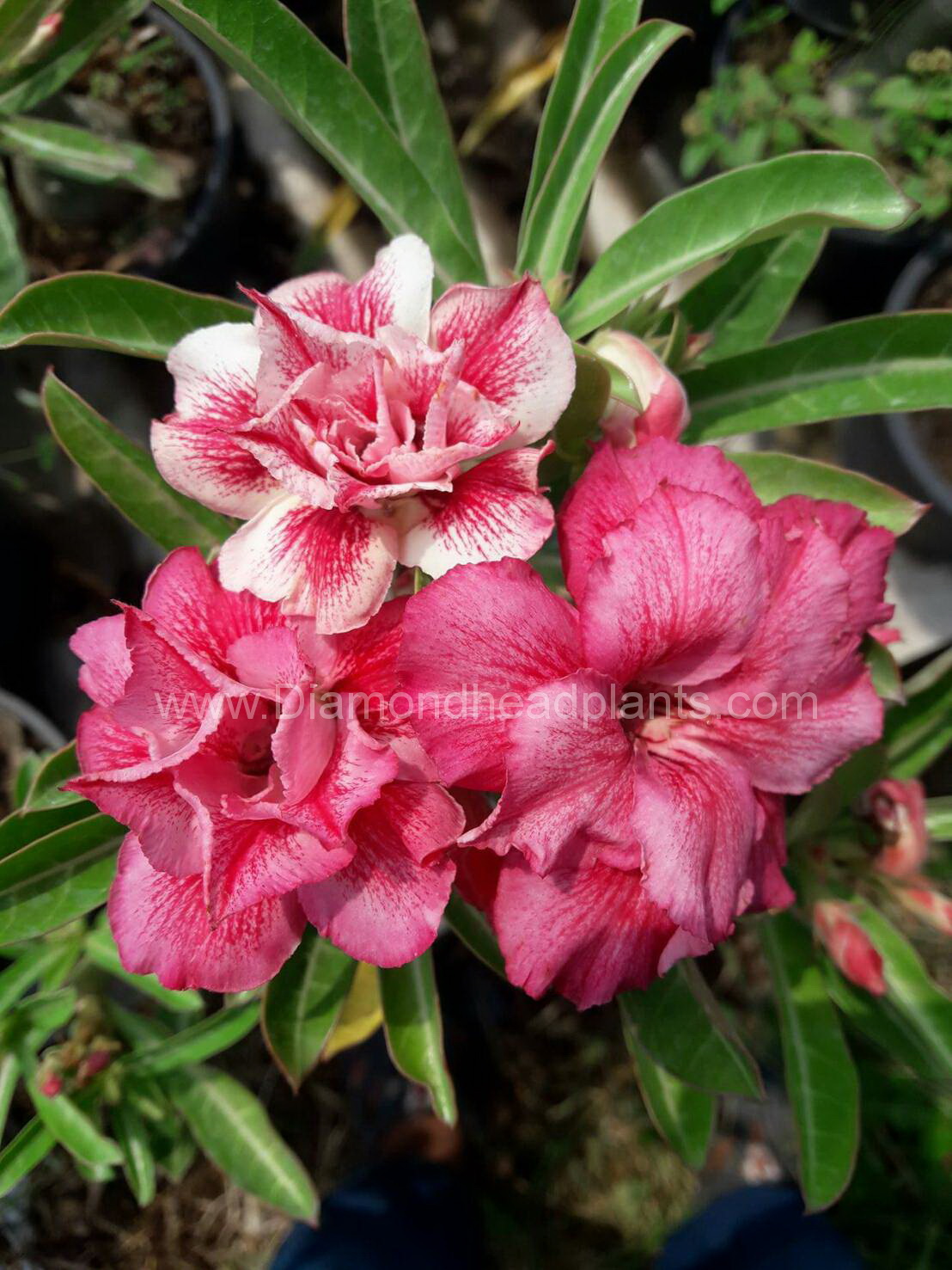 Adenium: New Adenium Catalog 2018-2019
