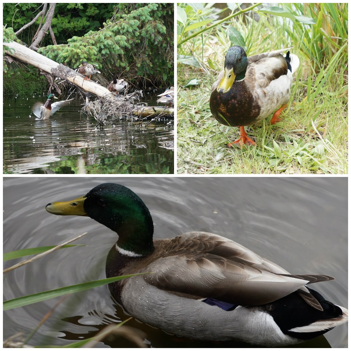 Ducks and More Ducks