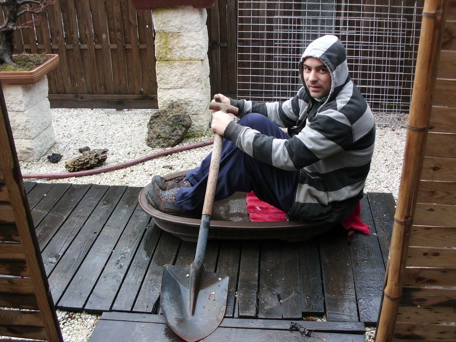 Matojo, el transplante – Kingii Bonsai