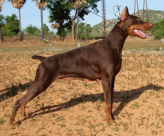 Apple Parthi Pet Kennel : May 2013