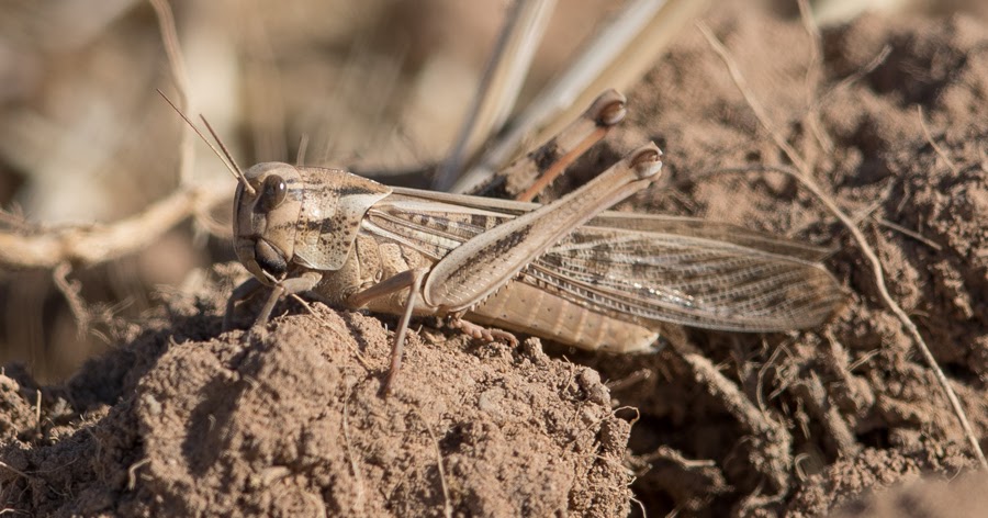 Birds of Saudi Arabia: The Desert Locust – Tabuk