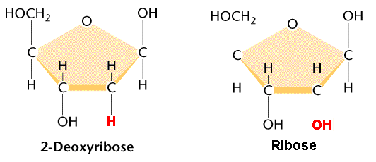 Mundo Universitário : Bioquímica- Aula 07- Ácidos nucleicos e ...