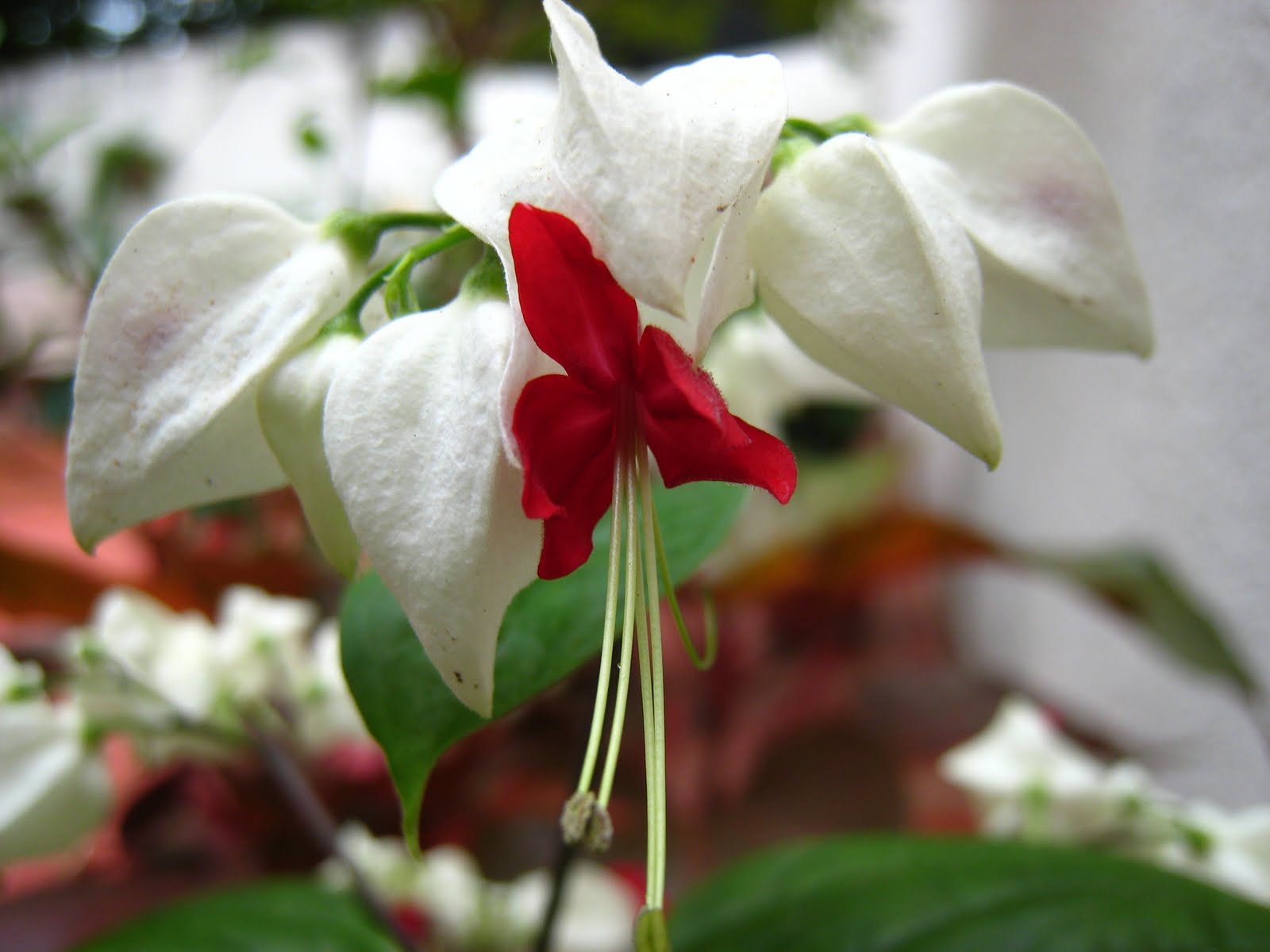 Flor Bella a las Once