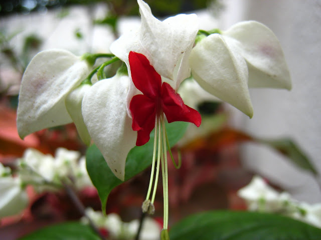 Flor Bella a las Once