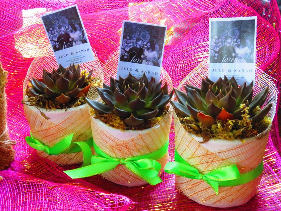 Succulents Cebu and Cactus Collection- Cassiel's Succulent World ...