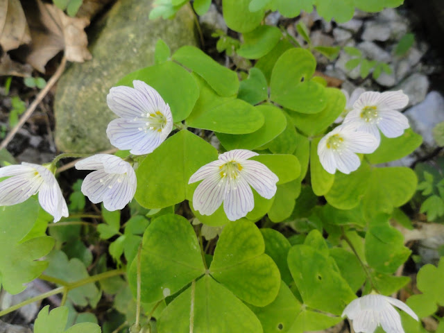 Frumusetile naturii: Macrisul iepurelui (Oxalis acetosella)