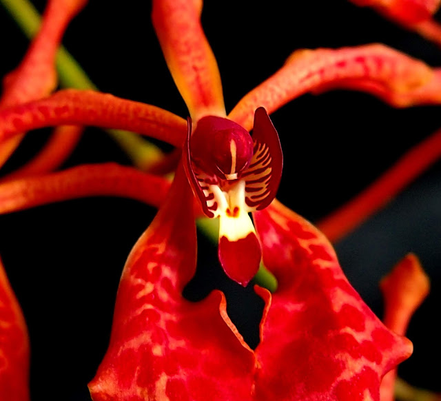 Set your orchid collection on fire with the Fire Orchid (Renanthera ...